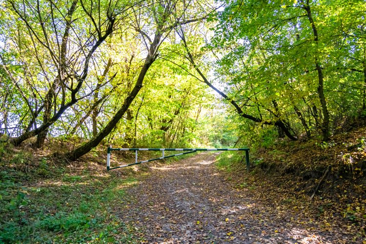 Photography on theme beautiful footpath in foliage woodland