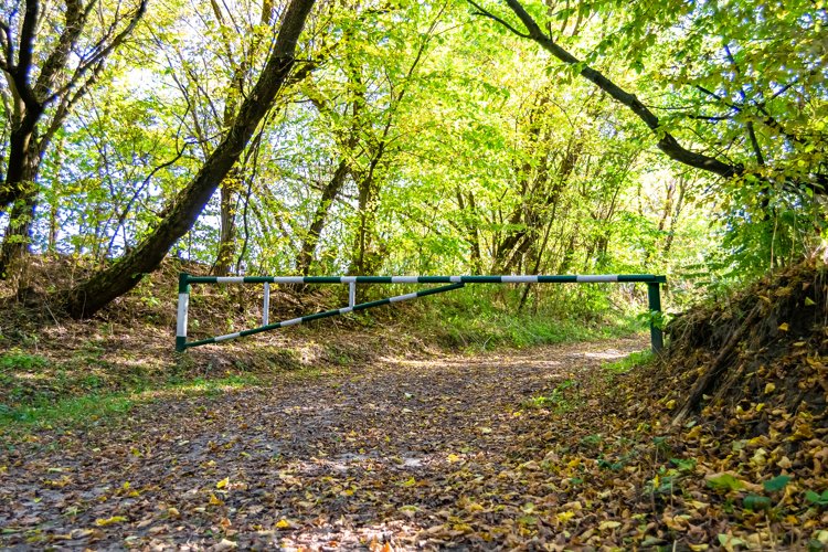 Photography on theme beautiful footpath in foliage woodland