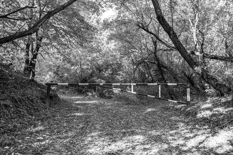 Photography on theme beautiful footpath in foliage woodland
