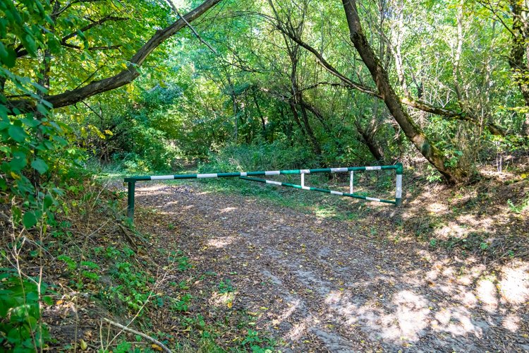 Photography on theme beautiful footpath in foliage woodland