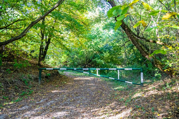 Photography on theme beautiful footpath in foliage woodland