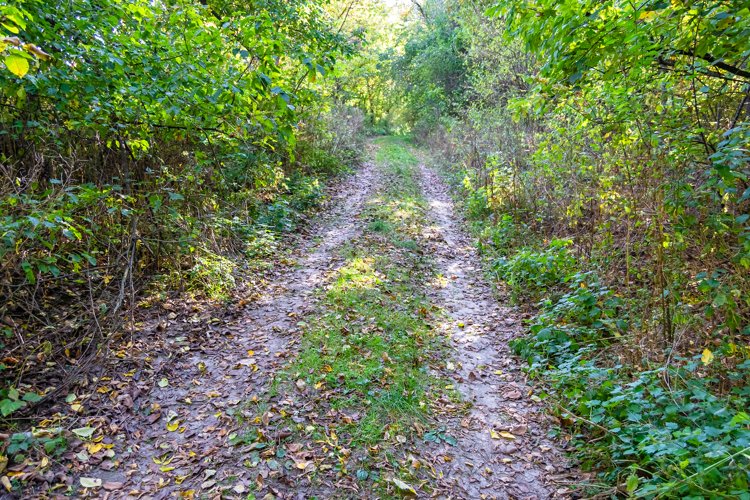 Photography on theme beautiful footpath in foliage woodland