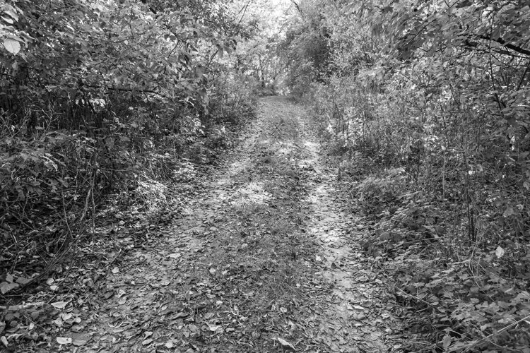 Photography on theme beautiful footpath in foliage woodland