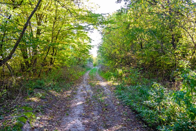 Photography on theme beautiful footpath in foliage woodland