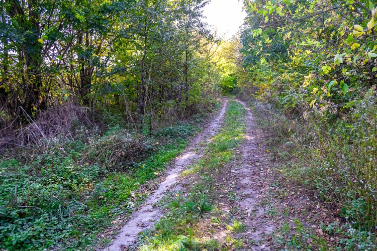 Photography on theme beautiful footpath in foliage woodland