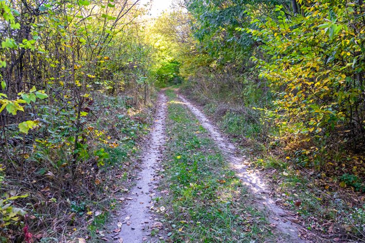 Photography on theme beautiful footpath in foliage woodland