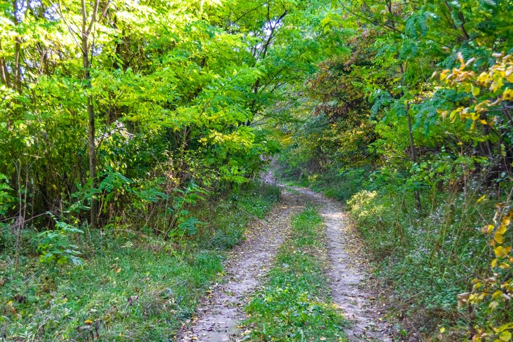 Photography on theme beautiful footpath in foliage woodland