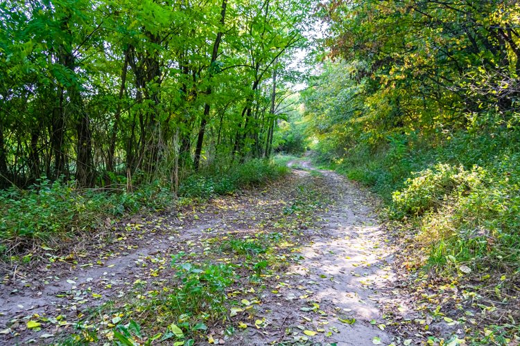 Photography on theme beautiful footpath in foliage woodland