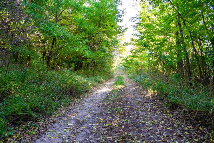 Photography on theme beautiful footpath in foliage woodland