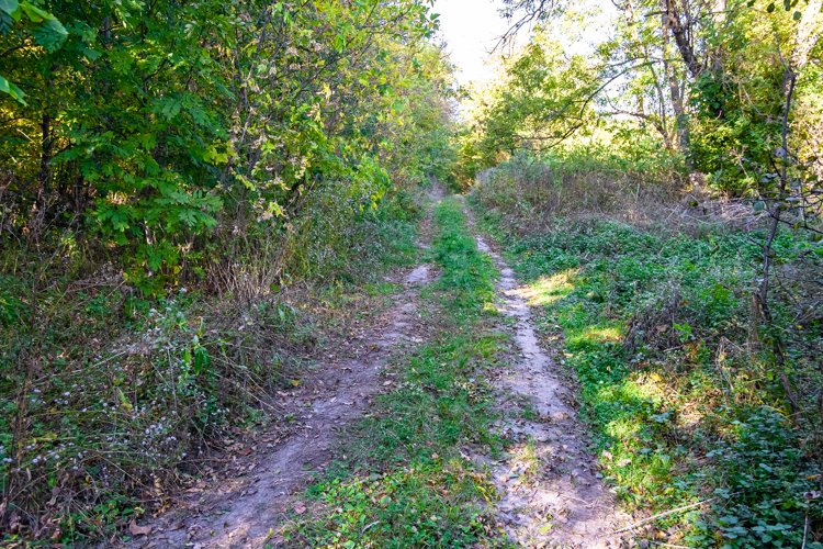 Photography on theme beautiful footpath in foliage woodland