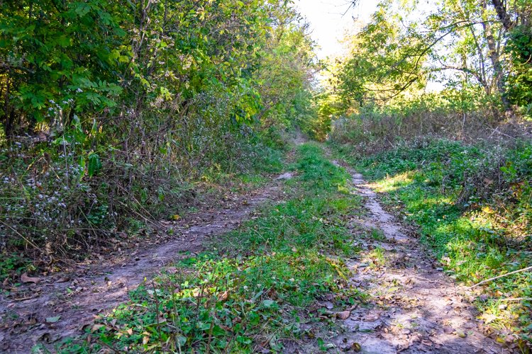 Photography on theme beautiful footpath in foliage woodland
