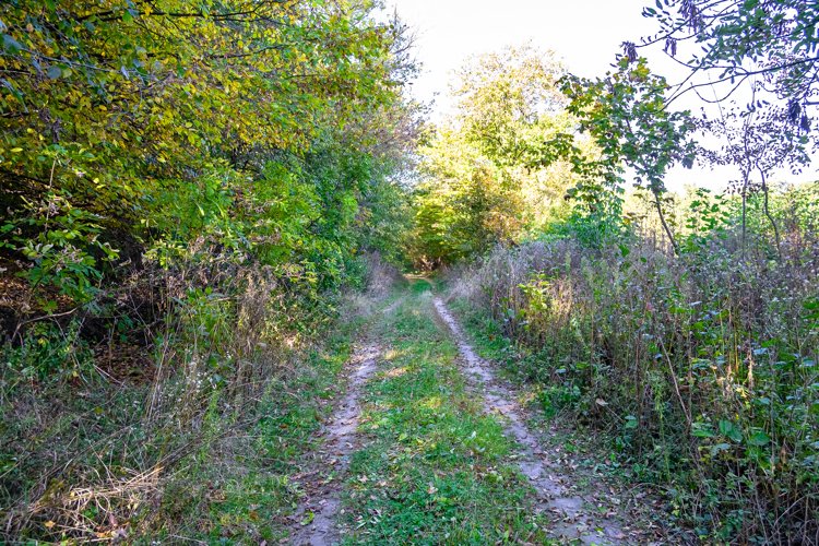 Photography on theme beautiful footpath in foliage woodland