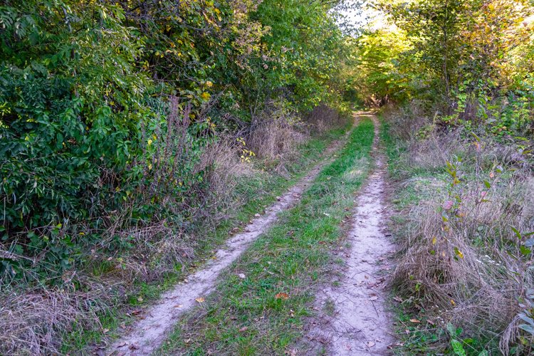 Photography on theme beautiful footpath in foliage woodland