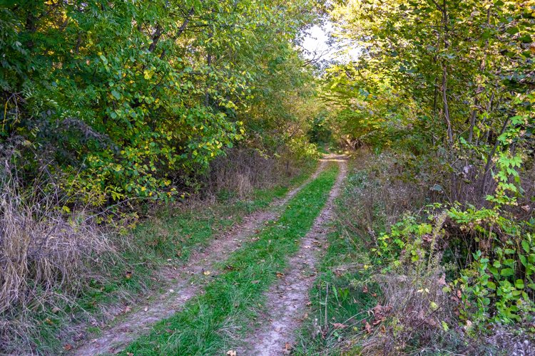 Photography on theme beautiful footpath in foliage woodland