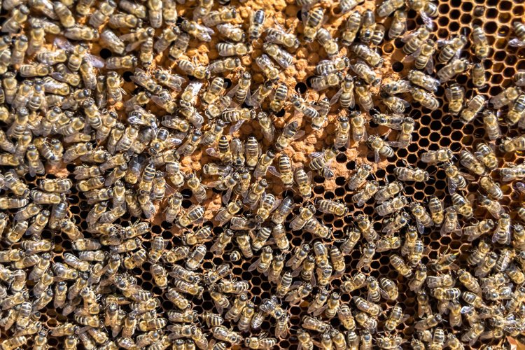 Honeycomb from bee hive filled with golden honey
