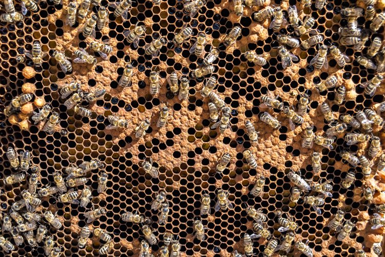 Honeycomb from bee hive filled with golden honey
