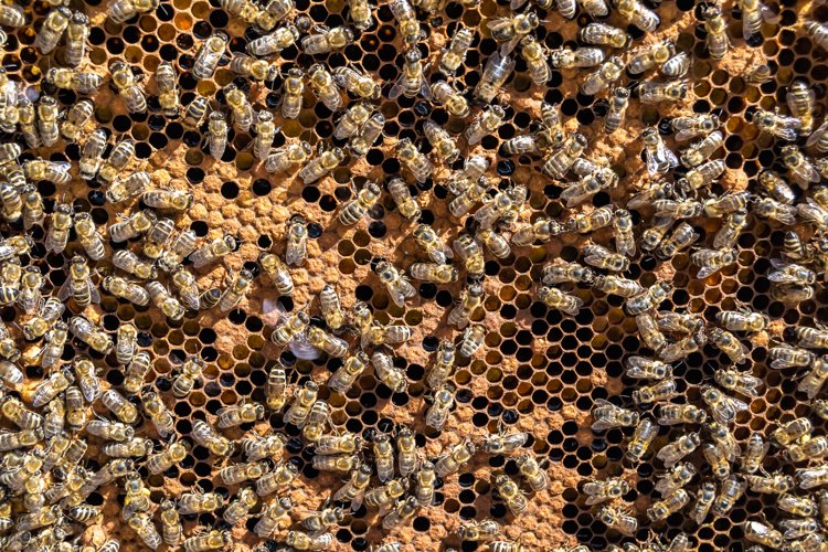 Honeycomb from bee hive filled with golden honey