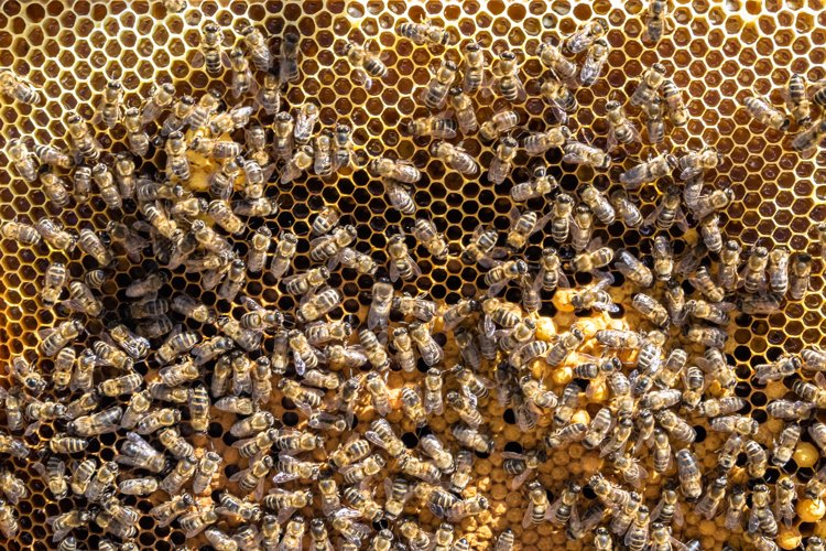 Honeycomb from bee hive filled with golden honey