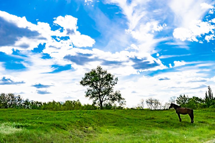 Beautiful horizon in village meadow on natural background