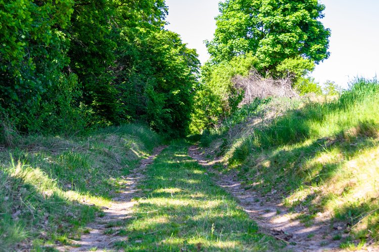 Photography on theme beautiful footpath in foliage woodland