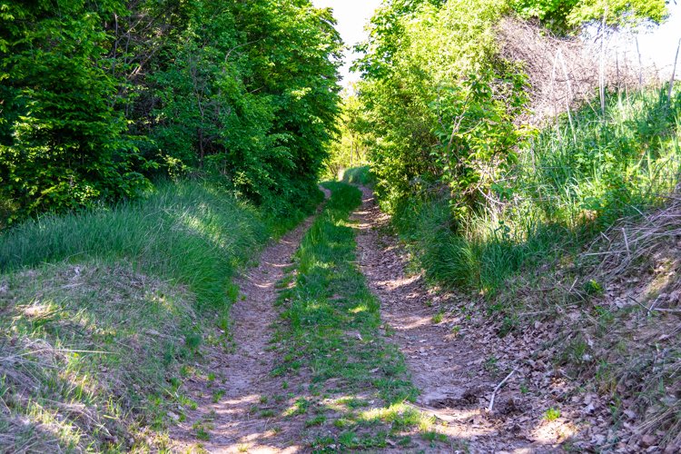 Photography on theme beautiful footpath in foliage woodland