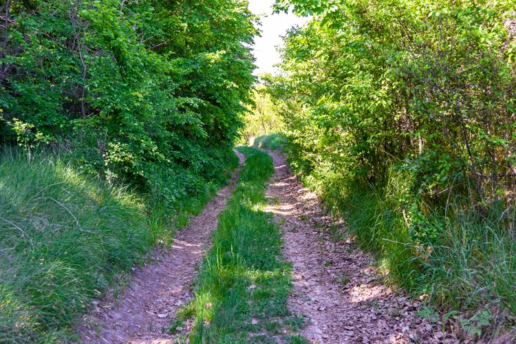 Photography on theme beautiful footpath in foliage woodland