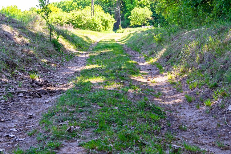 Photography on theme beautiful footpath in foliage woodland