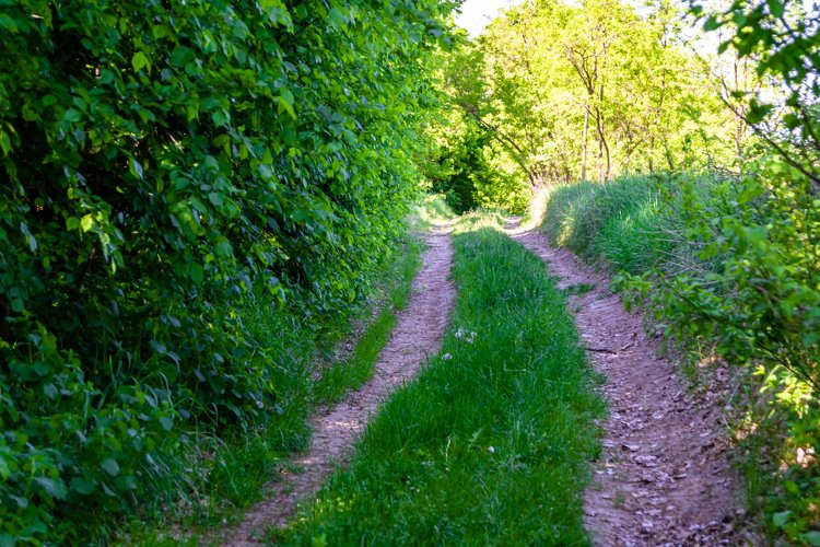 Photography on theme beautiful footpath in foliage woodland