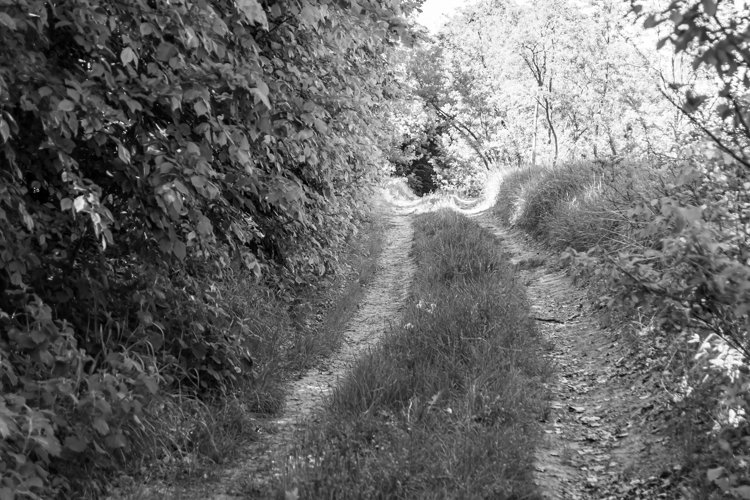 Photography on theme beautiful footpath in foliage woodland