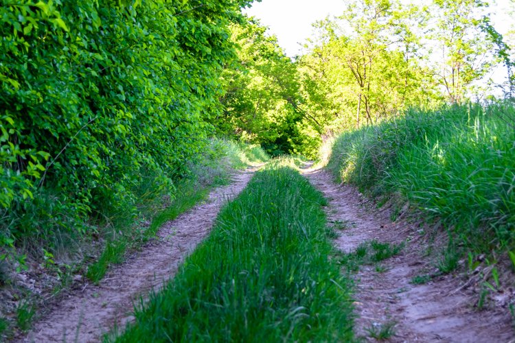 Photography on theme beautiful footpath in foliage woodland