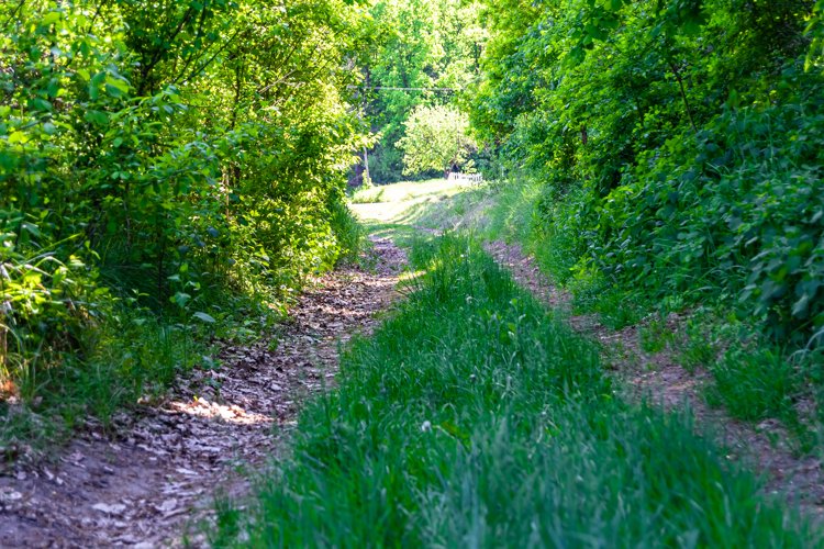 Photography on theme beautiful footpath in foliage woodland
