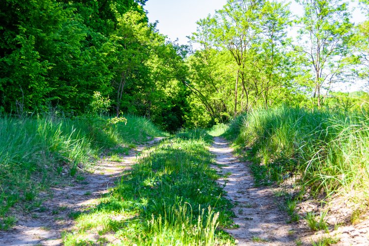Photography on theme beautiful footpath in foliage woodland