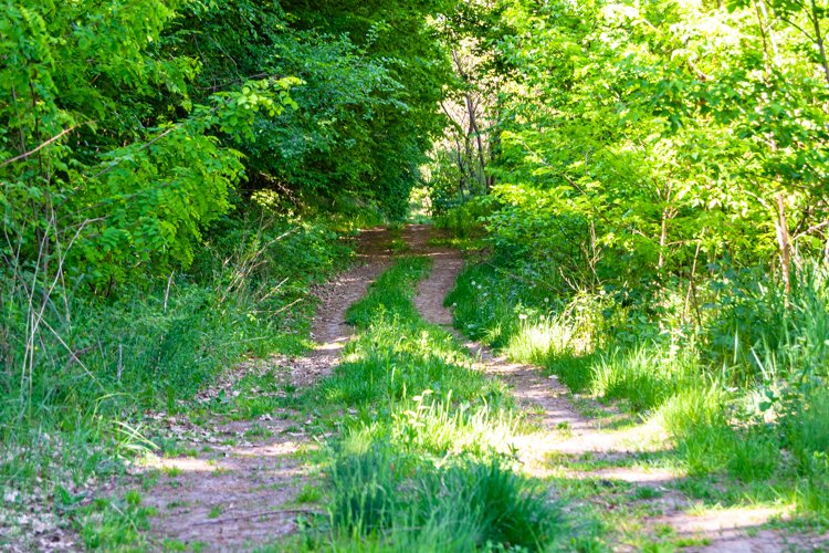 Photography on theme beautiful footpath in foliage woodland