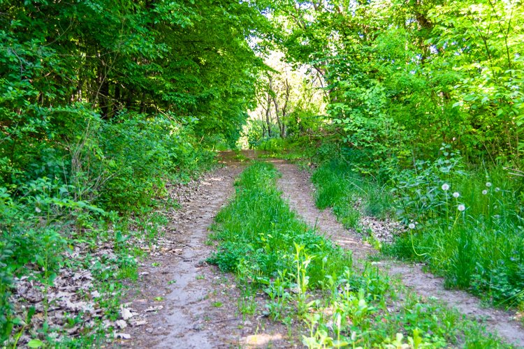 Photography on theme beautiful footpath in foliage woodland