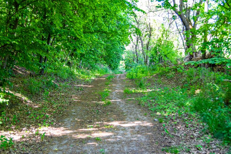 Photography on theme beautiful footpath in foliage woodland
