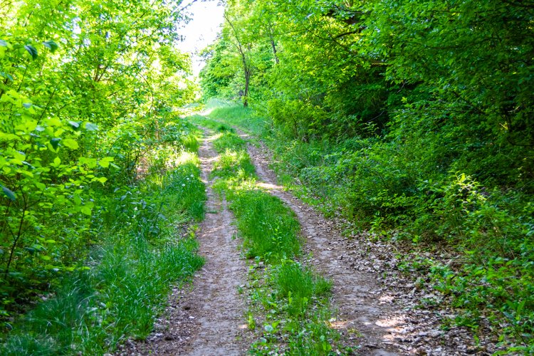 Photography on theme beautiful footpath in foliage woodland