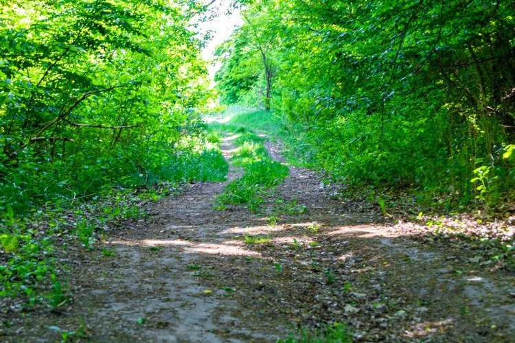 Photography on theme beautiful footpath in foliage woodland