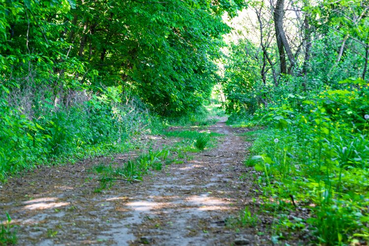 Photography on theme beautiful footpath in foliage woodland