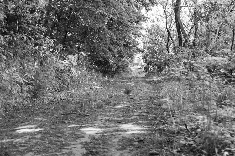 Photography on theme beautiful footpath in foliage woodland