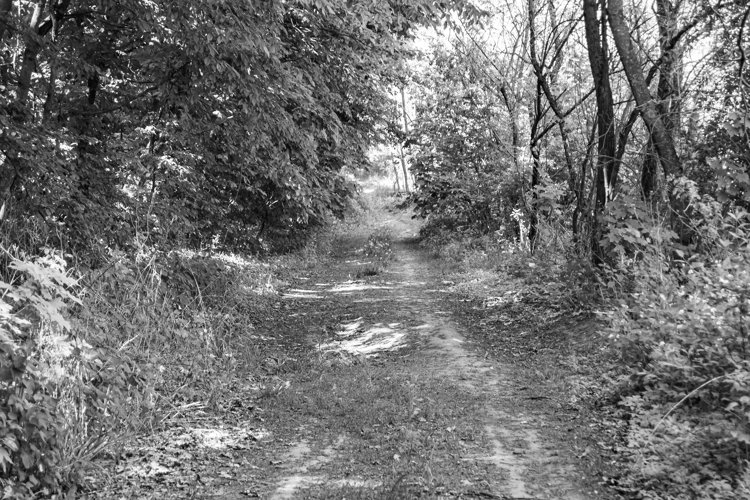Photography on theme beautiful footpath in foliage woodland
