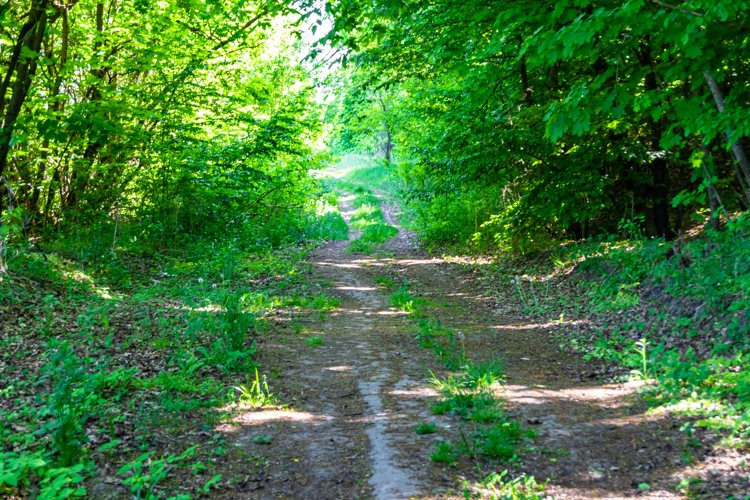 Photography on theme beautiful footpath in foliage woodland