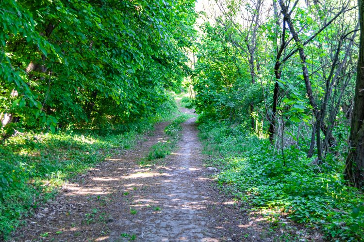 Photography on theme beautiful footpath in foliage woodland