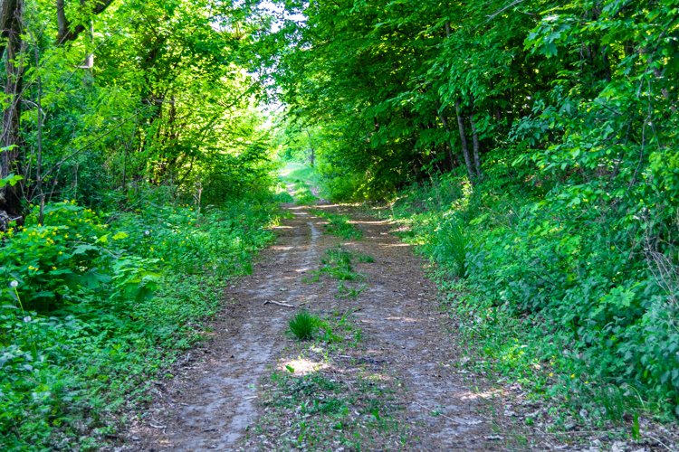 Photography on theme beautiful footpath in foliage woodland