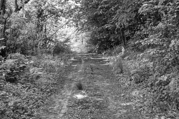 Photography on theme beautiful footpath in foliage woodland