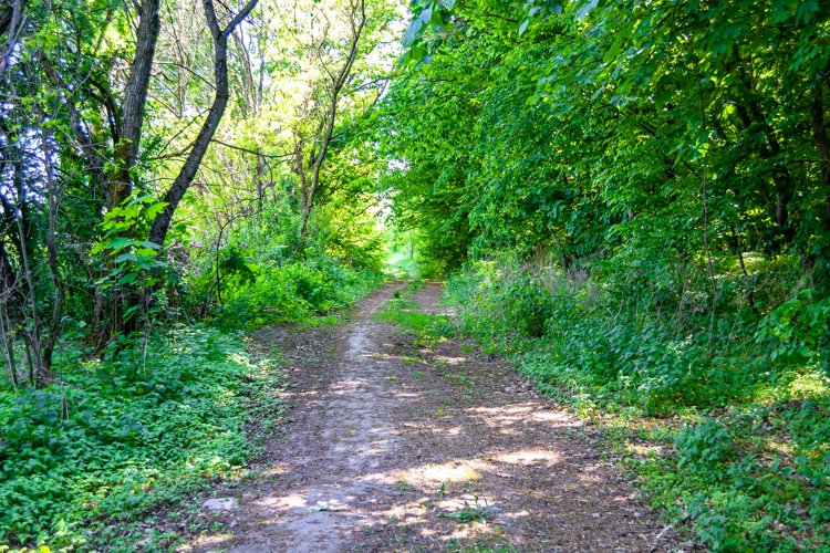 Photography on theme beautiful footpath in foliage woodland