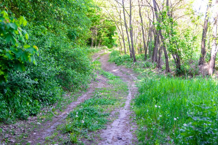 Photography on theme beautiful footpath in foliage woodland