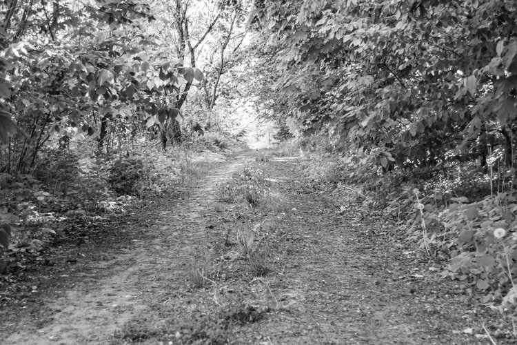 Photography on theme beautiful footpath in foliage woodland