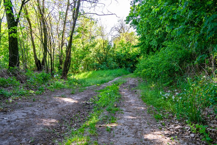 Photography on theme beautiful footpath in foliage woodland