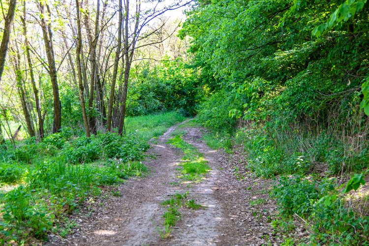 Photography on theme beautiful footpath in foliage woodland