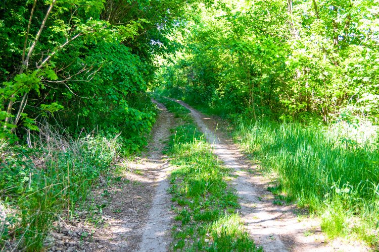 Photography on theme beautiful footpath in foliage woodland